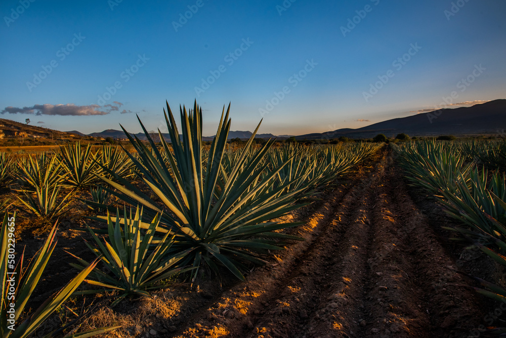 Campo de agave espadín para destilado mezcal y tequila Stock Photo ...