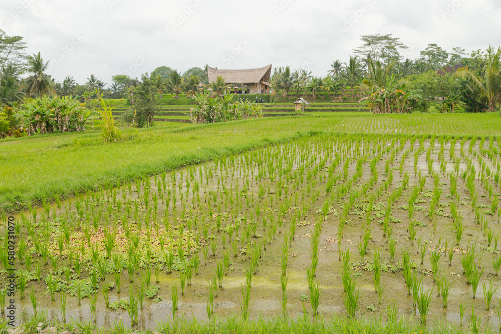 Rice terraces, Campuhan ridge walk, Bali, Indonesia, track on the hill ...