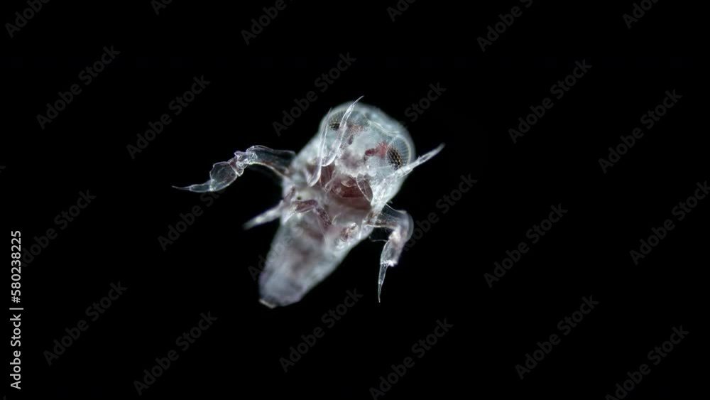Amphipoda Crustacea Hyperia sp. under microscope. Hyperiidae family, is ...