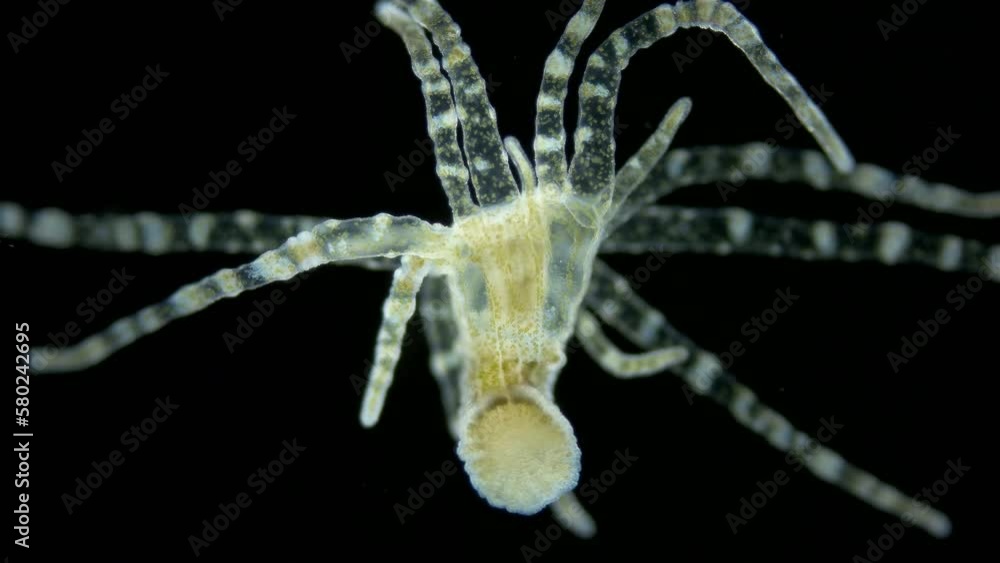 Adult larva of sea anemone Actiniaria under microscope, class Anthozoa ...