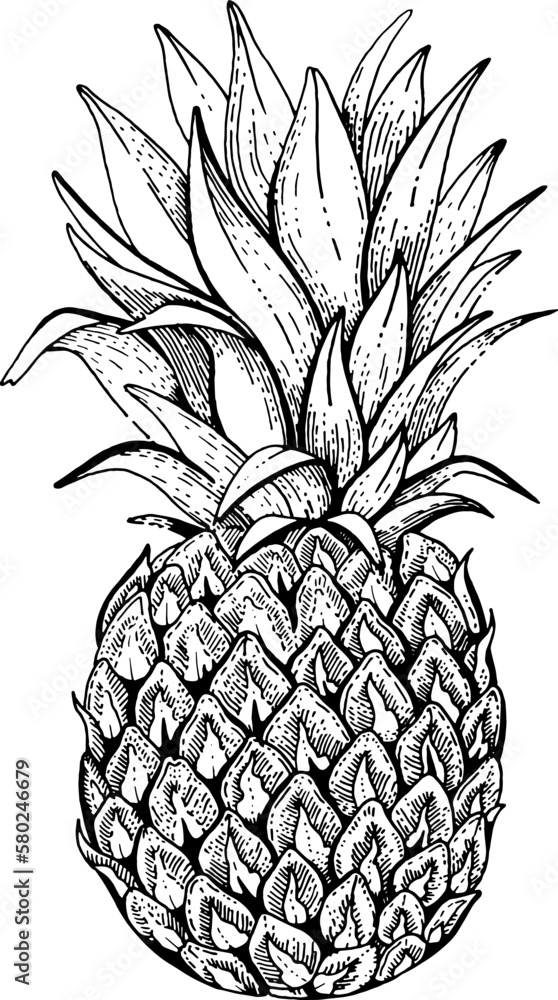 Pinapple etch vector. Pineapple doodle palm sketch. Hand drawn vintage ...