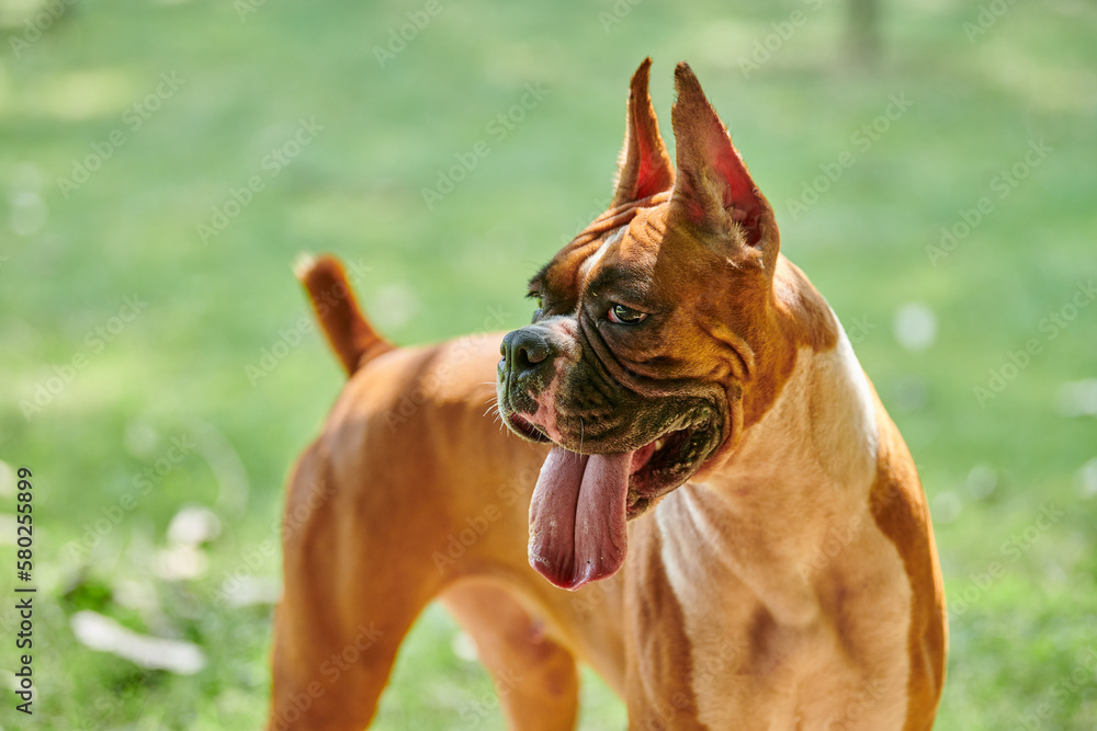 Adult boxer dog wrinkled close up face portrait on green summer lawn ...