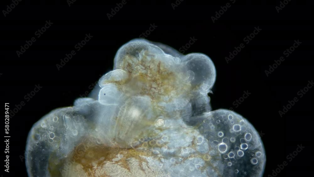 larva sea angel Mollusca Gastropoda under microscope, suborder ...