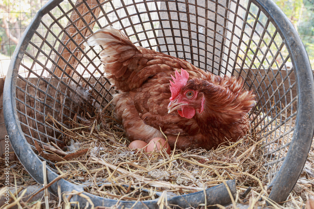 The hen is hatching the egg in the farm ,animals hatching the egg Stock ...