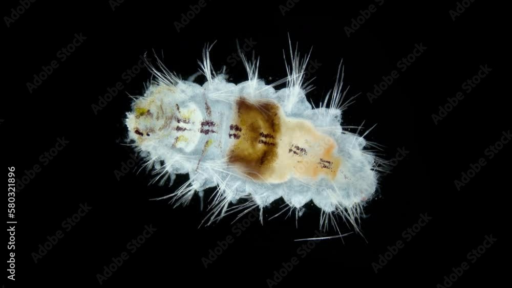 Juvenile stage worm of family Amphinomidae under a microscope, order ...