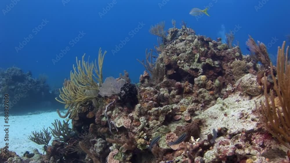 Sight of coral and submerged world. Ocean provides us with oxygen ...