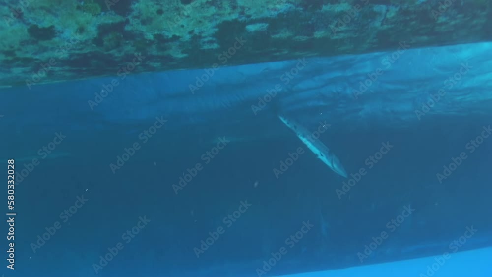 Vídeo do Stock: Barracuda fish under boat and underwater. Coral reefs ...