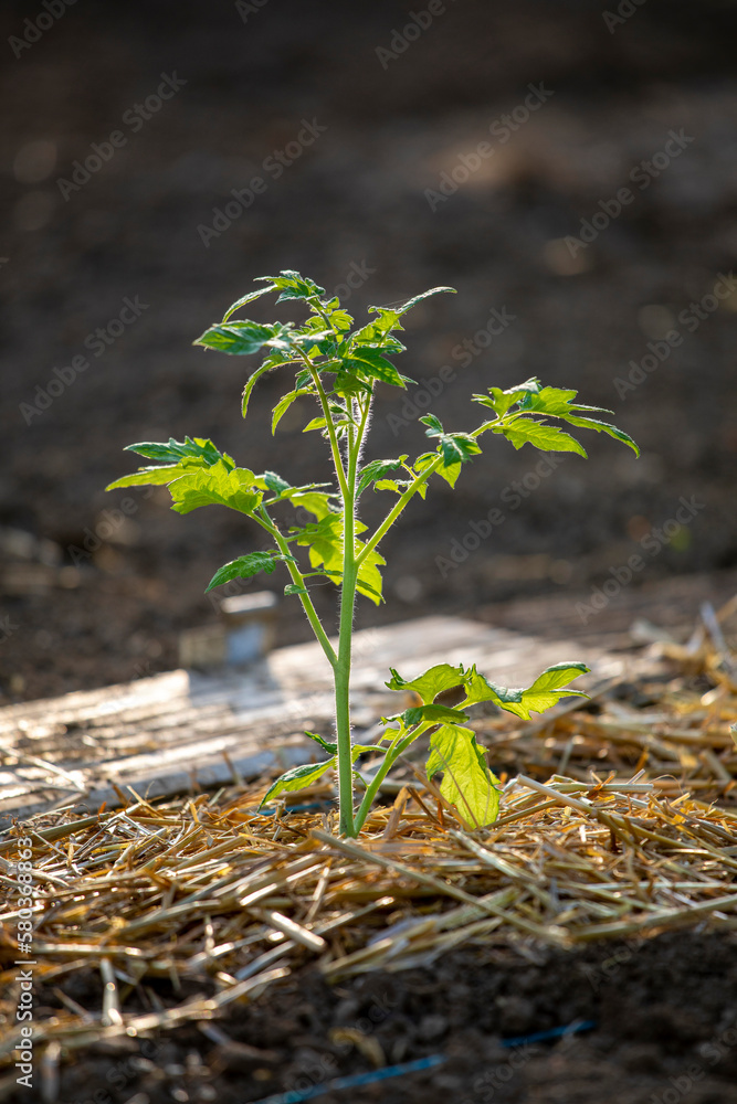 Foto de Jeune pousse d'un plan de tomate dans un jardin potager bio. do ...