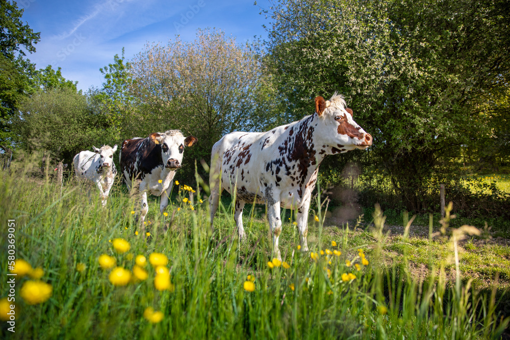 Foto de Troupe de vache laitière de race Normande dans les champs de ...