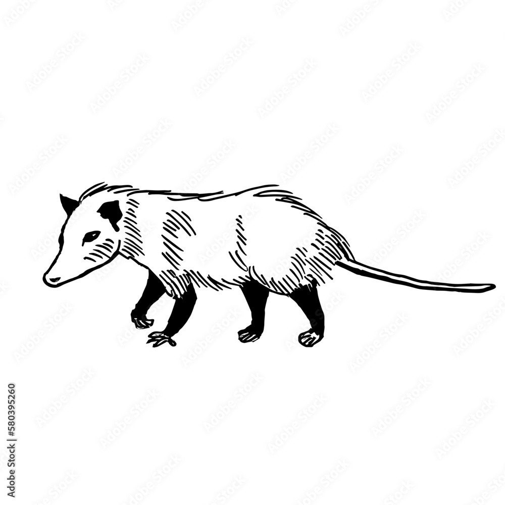Opossum, side view. Line drawing, line art. Vector illustration. Stock ...