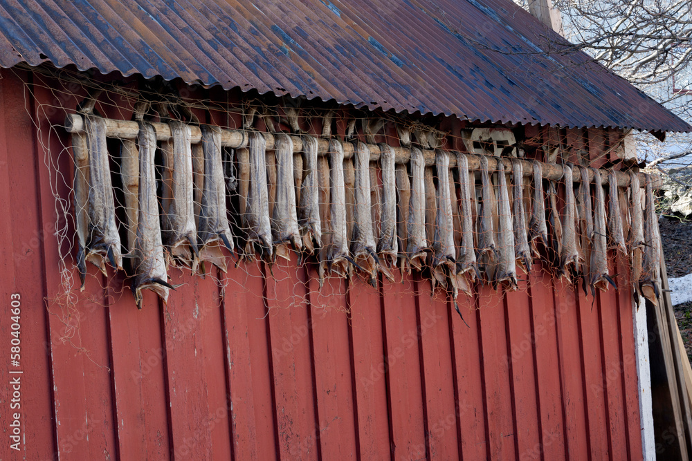 air drying, arctic, atlantic, cod, cod fish, cod fishery, codfish ...