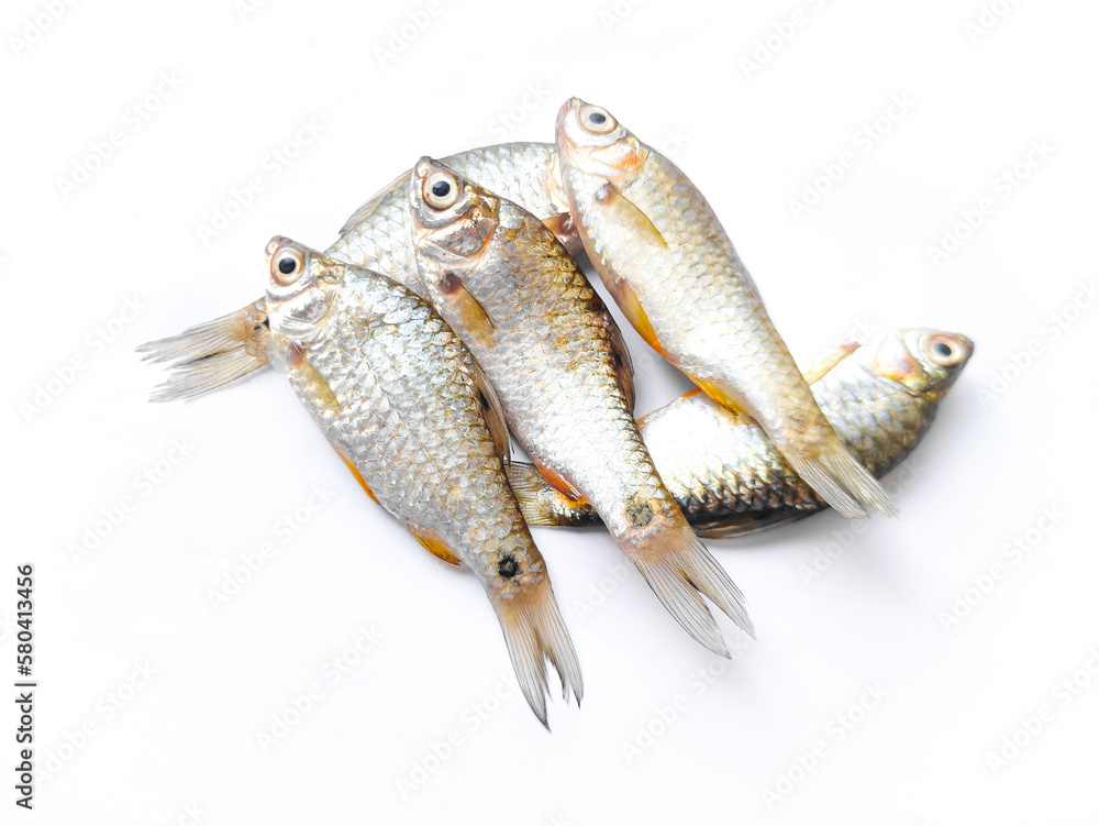 Swamp Barb or Puntius fish or Chola Barb or Puntius Chola fish isolated ...