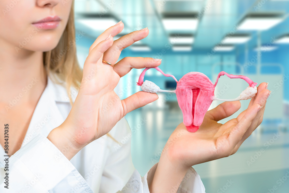 Uterine model is in hands of doctor. Female healthy. Uterus and ovaries ...