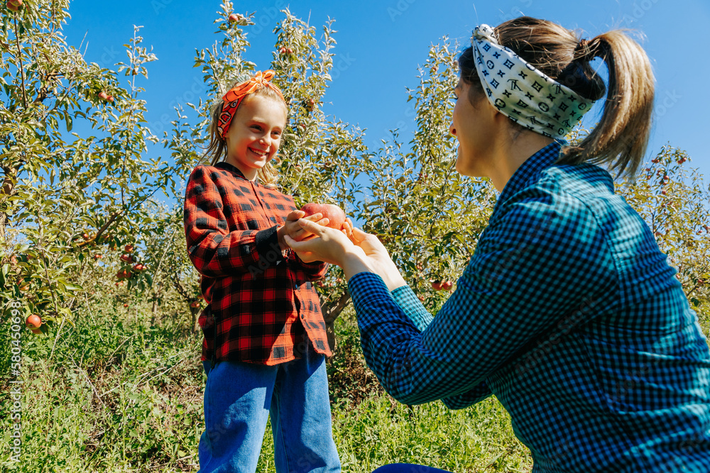 A young girl learning the ropes of apple picking from her mother on ...