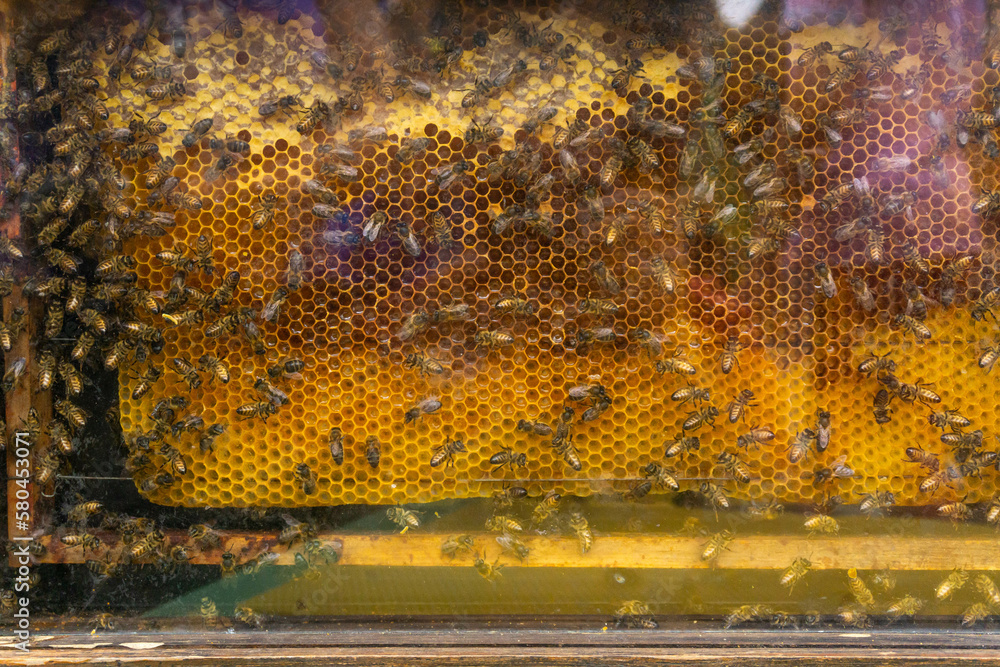Honeycomb making honey inside a glass display box Stock Photo | Adobe Stock