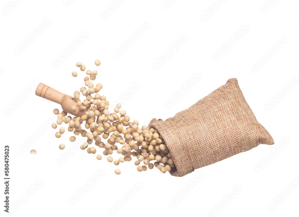 Soy Bean flying explosion in sack bag, yellow grain beans explode ...
