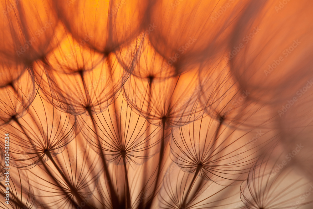 a view inside dandelion flower before sunset. abstract seed macro ...