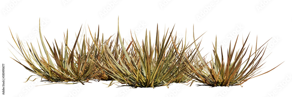dry grass patch, desert plant isolated on transparent background banner ...