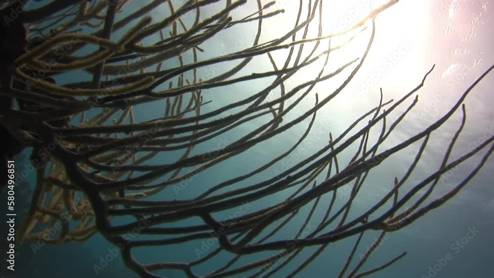 Caribbean underwater boasts stunning view of coral reefs. Climate ...