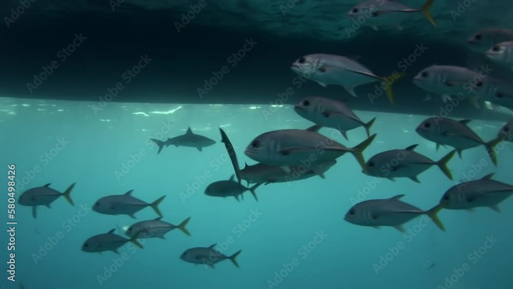 Underwater footage of reef sharks in Caribbean Sea, seen up close ...
