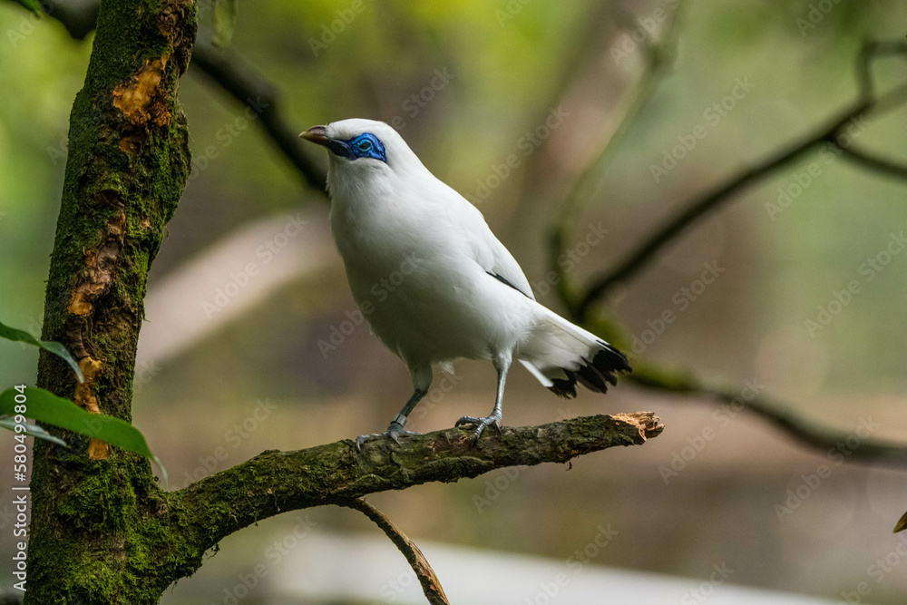 The Bali myna (Leucopsar rothschildi), also known as Rothschild's mynah ...