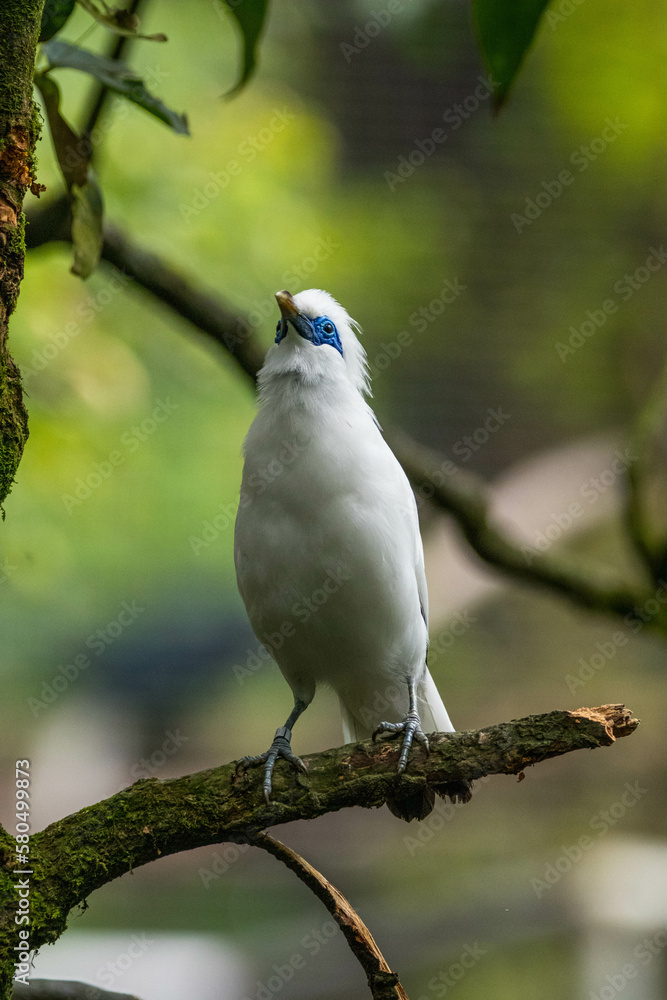 The Bali myna (Leucopsar rothschildi), also known as Rothschild's mynah ...