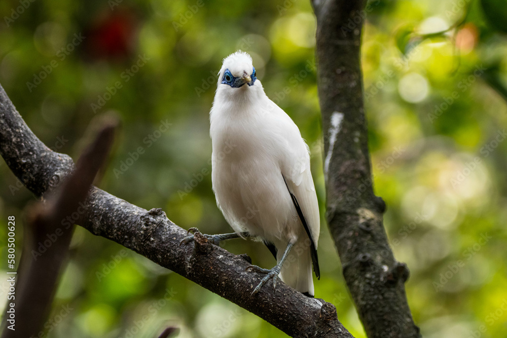 The Bali myna (Leucopsar rothschildi), also known as Rothschild's mynah ...