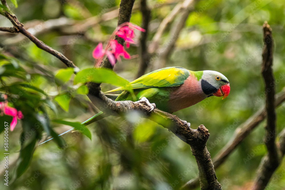 Foto de The red-breasted parakeet (Psittacula alexandri) is a parrot ...