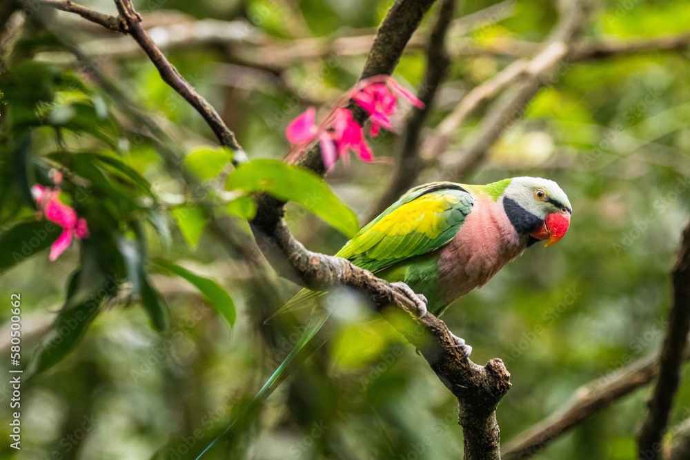 The red-breasted parakeet (Psittacula alexandri) is a parrot native to ...