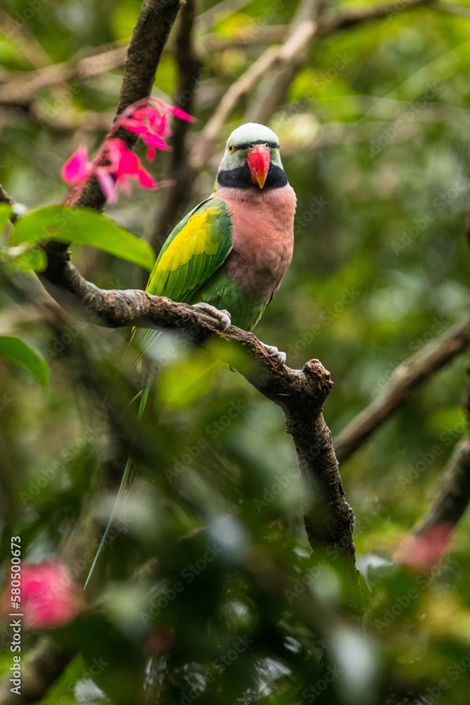Foto de The red-breasted parakeet (Psittacula alexandri) is a parrot ...