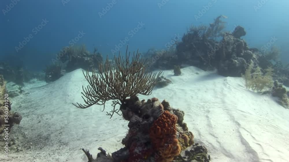 Scene of coral formations and subaquatic environment. However, health ...