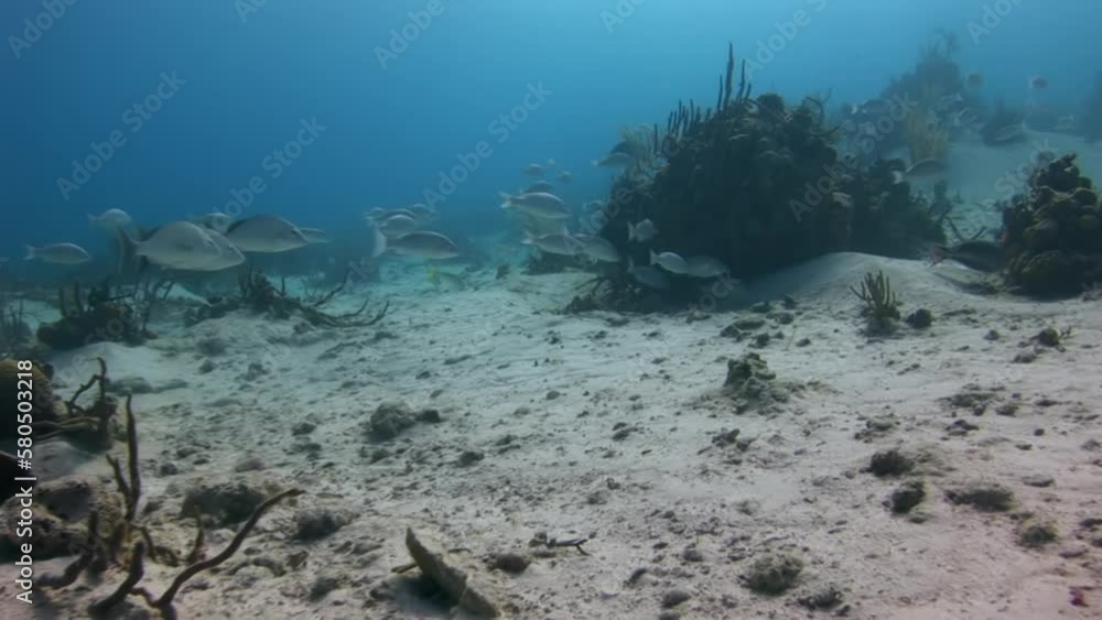 Survey of underwater environment and sea territory with school fish ...