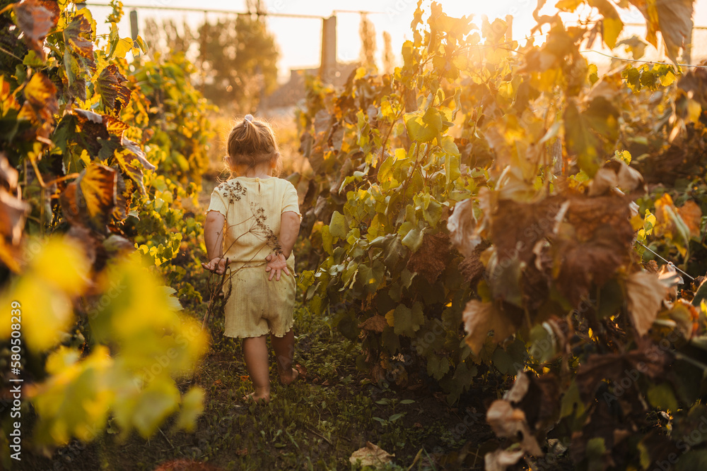 Back view of a little happy girl walking in a vines field at sunset on ...