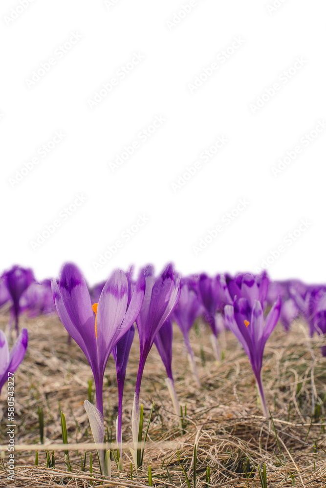 Violet saffron crocus flowers texture isolated PNG photo with ...
