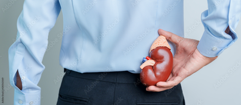 Man holding Anatomical human kidney Adrenal gland model. disease of ...