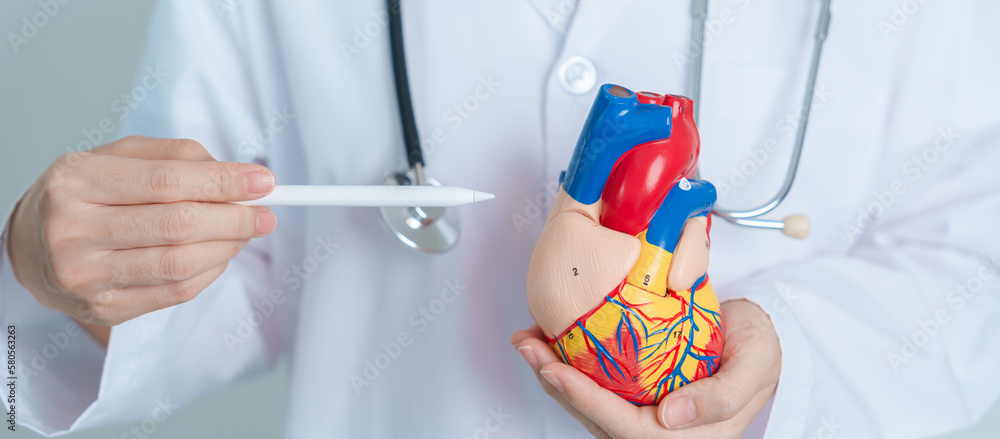 Doctor holding human Heart model. Cardiovascular Diseases ...