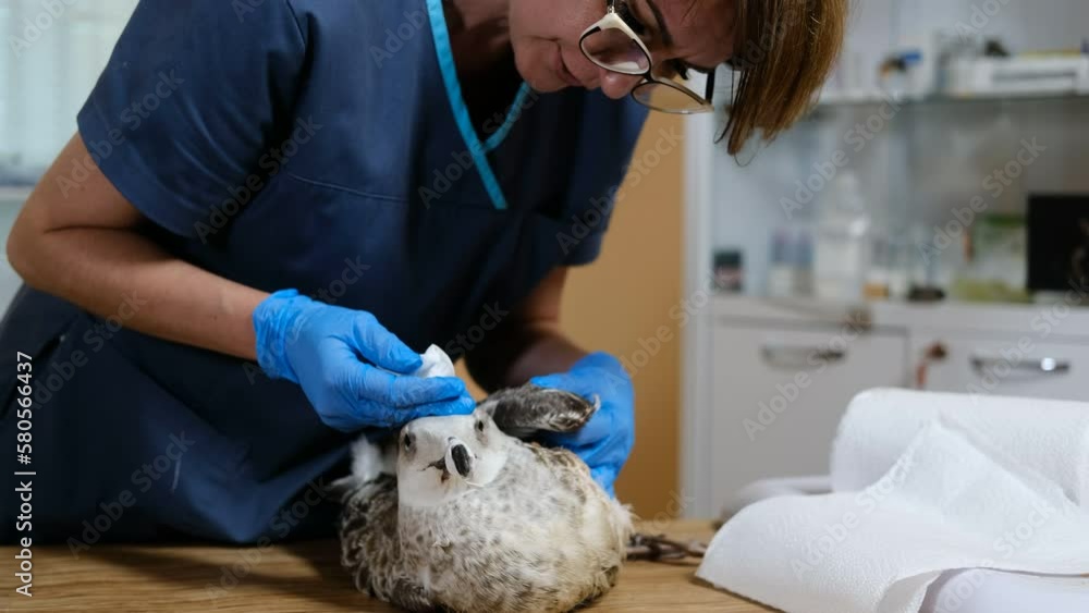 Female veterinarian in clinic in gloves conducts an examination of wild ...