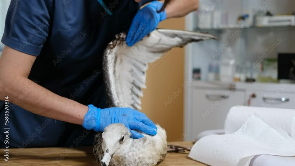 Veterinarian in gloves conducts an examination of wild wounded bird in ...