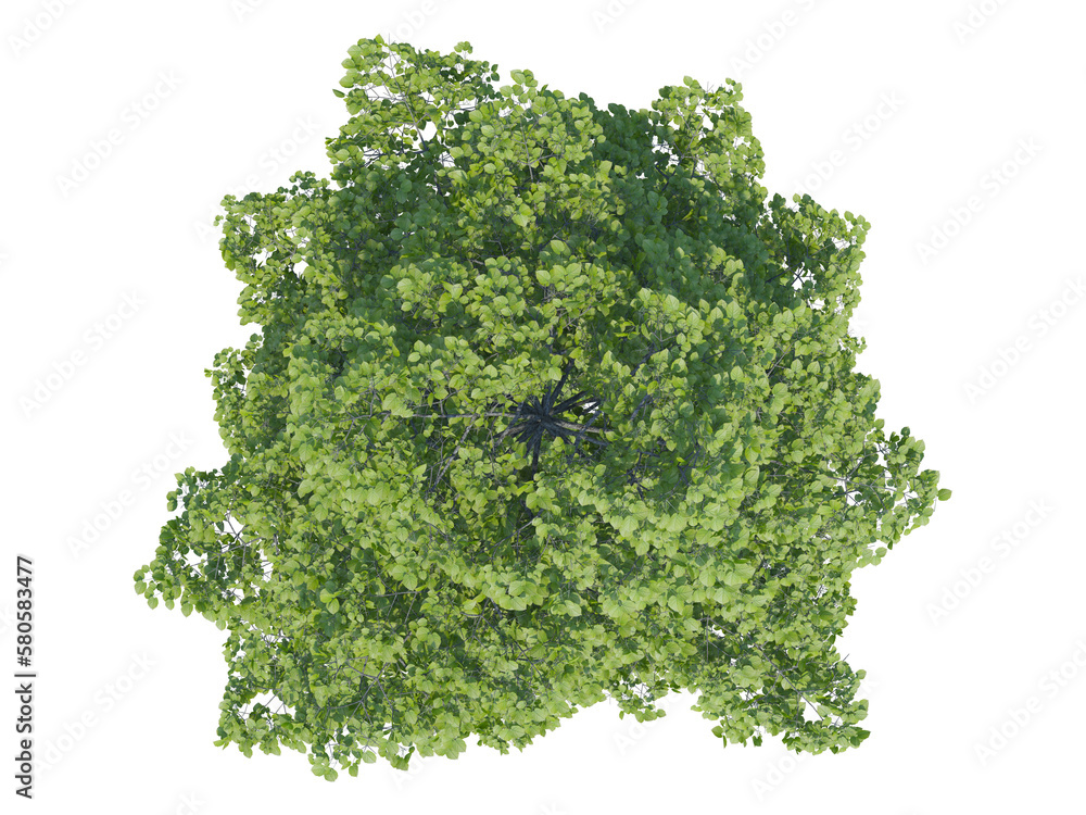 Common Lime tree top view alpha channel Stock Illustration | Adobe Stock