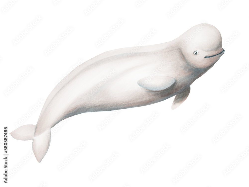 Watercolor beluga isolated on white background. Hand painting realistic ...