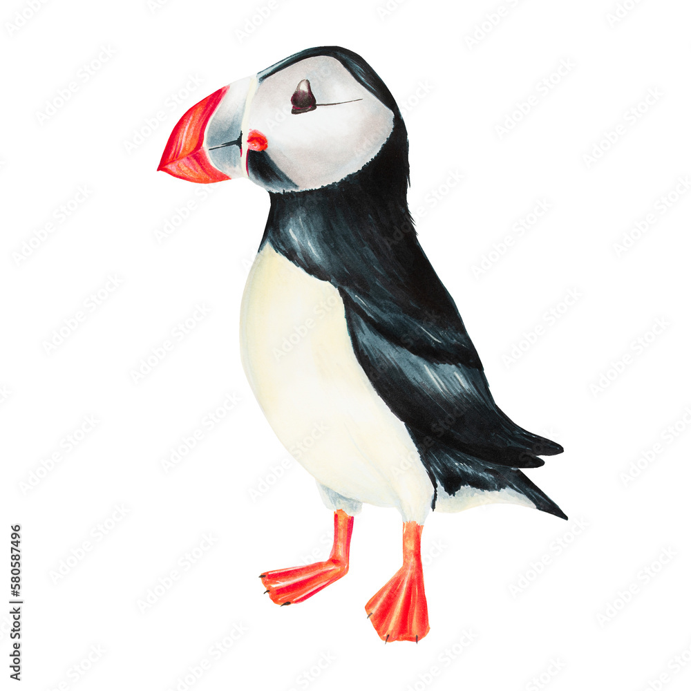 Watercolor puffin bird isolated on white background. Hand painting ...