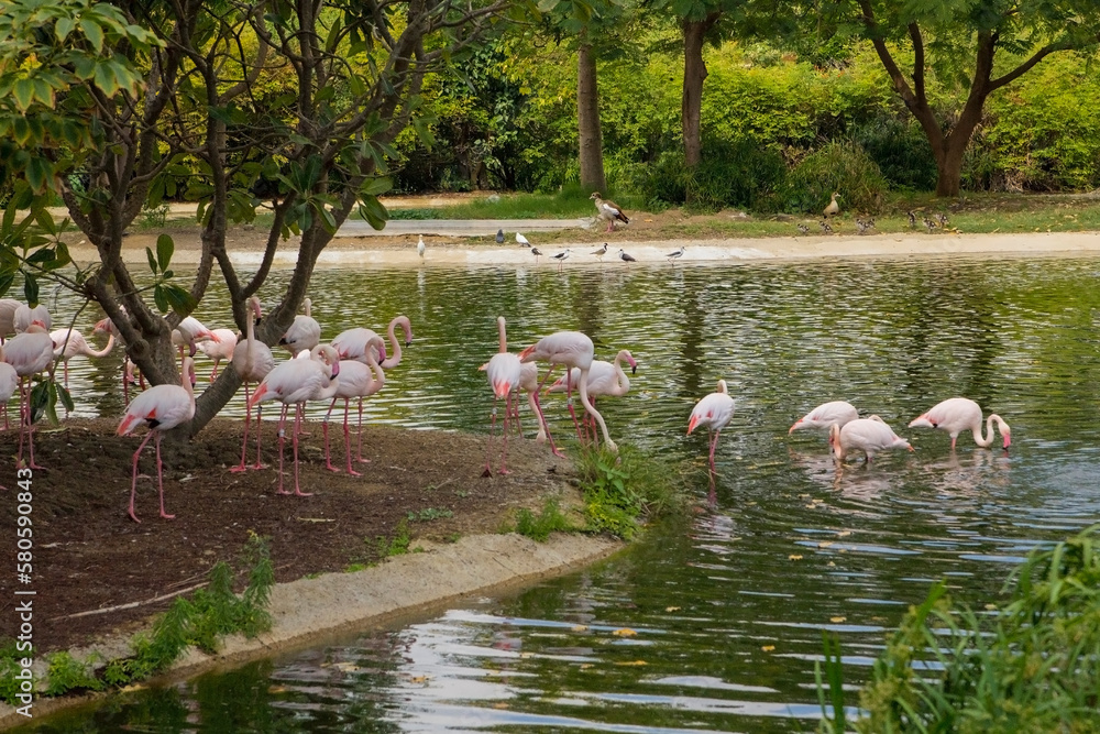view photo of lovely pink flamingos in a pond among greenery, in zoo ...