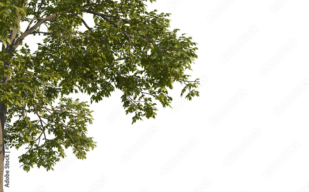 foreground tree branches on a transparent background Stock Illustration ...
