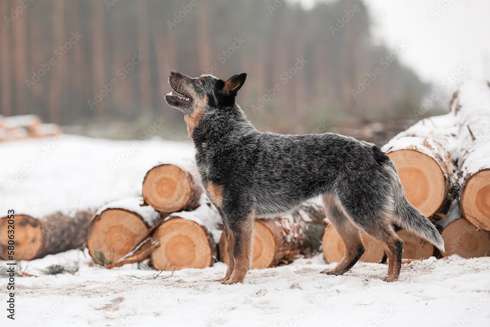 Dog having fun in winter snow. running in the snow. Australian cattle ...