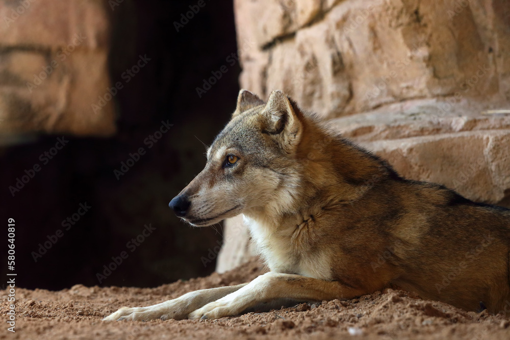 The Arabian wolf (Canis lupus arabs), portraitThe Arabian wolf (Canis ...
