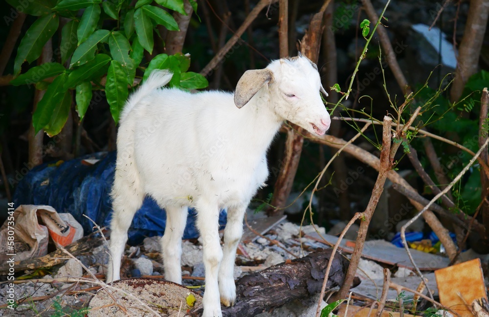 Chèvre cabri blanc en Guadeloupe aux Antilles françaises Stock Photo ...