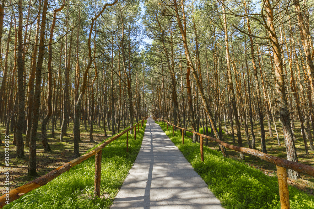 Dancing forest is sight of Curonian Spit national park in Kaliningrad ...