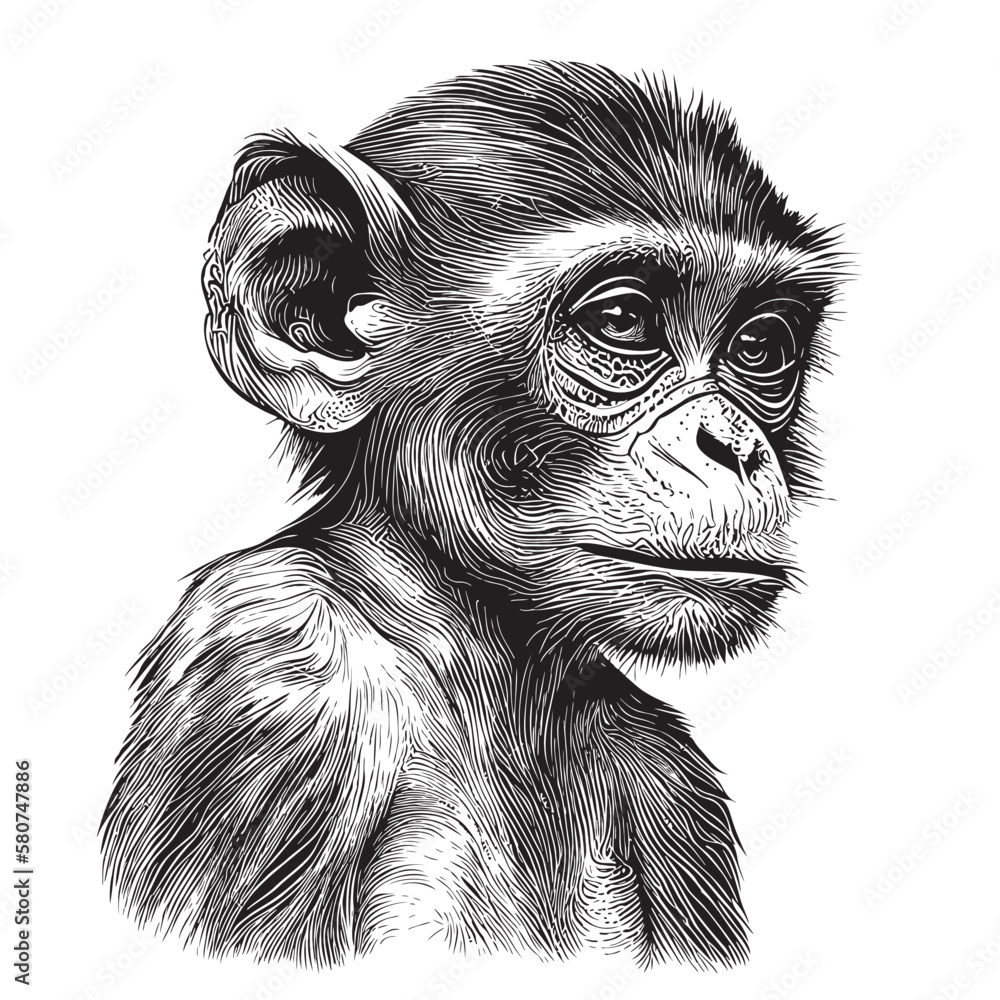 Monkey portrait hand drawn sketch illustration, Wild animals Stock ...
