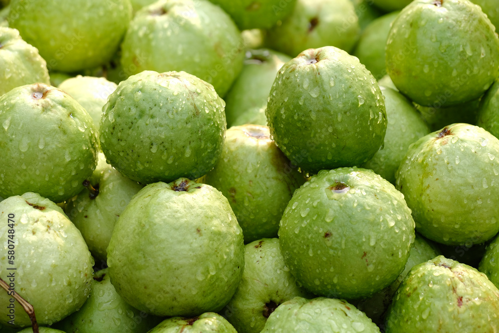 Foto de Organic guava fruit. green guava fruit hanging on tree in ...