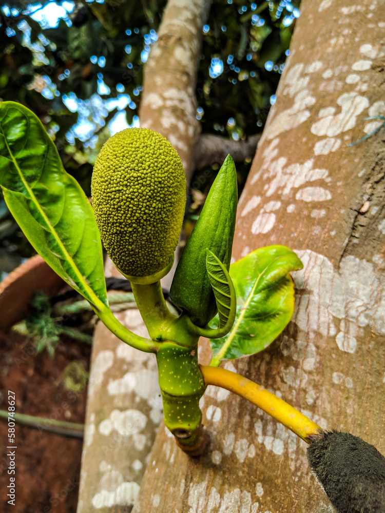 The jackfruit (Artocarpus heterophyllus), also known as the jack tree ...